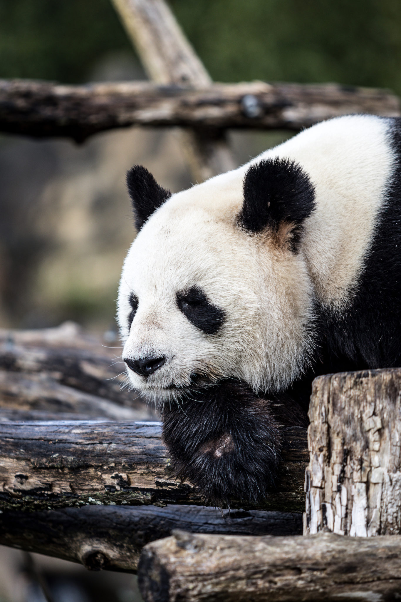 Baby panda adorably in trouble with mom when worker returns him to cage
