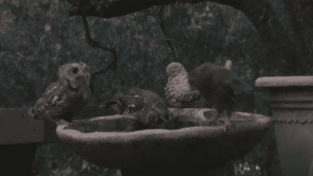 Sweet baby owls filmed enjoying a bird bath together
