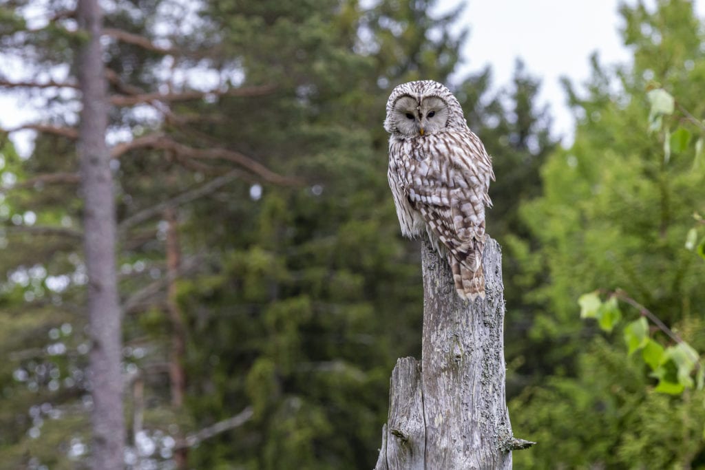 Sweet baby owls filmed enjoying a bird bath together