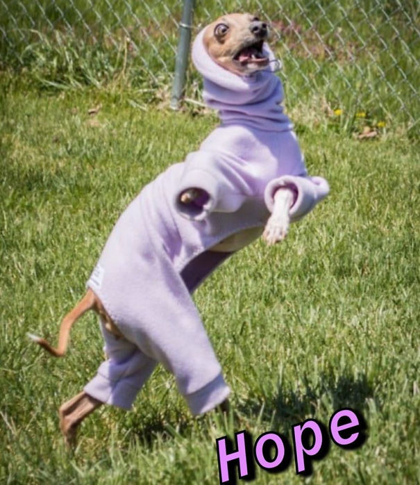 Hilarious Instagram feed shows which cute pup you are based on your name