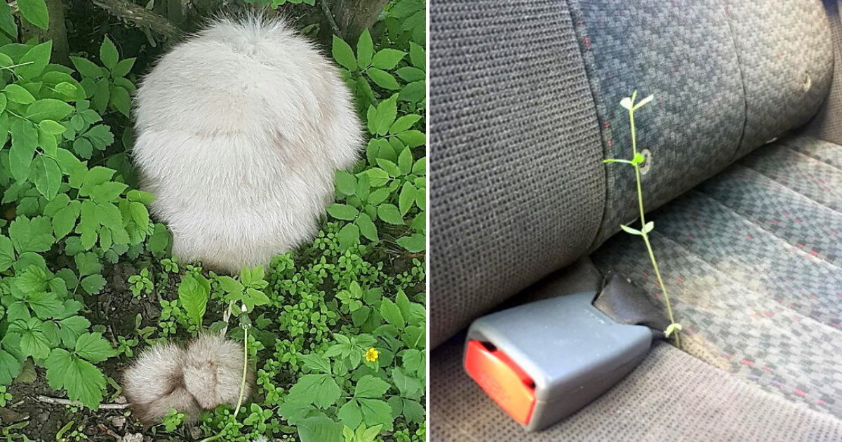 50 Weird Things Found In The Most Unexpected Places