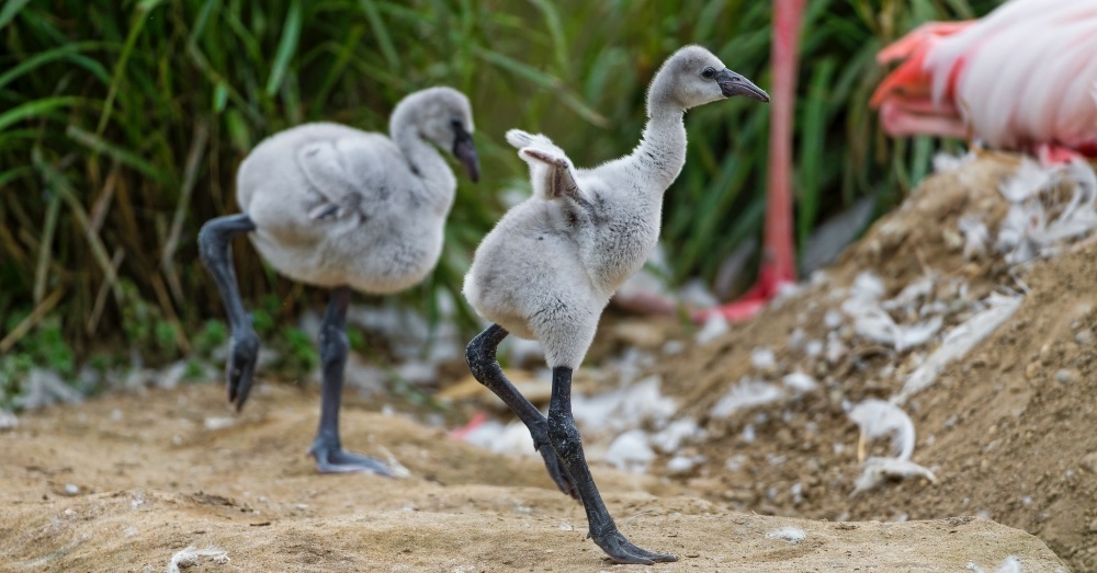 Proud parents watch as baby flamingo learns how to swim