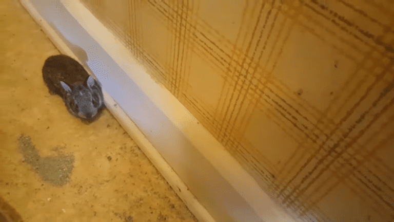 Dad rescues scared rabbit from sneaky cat