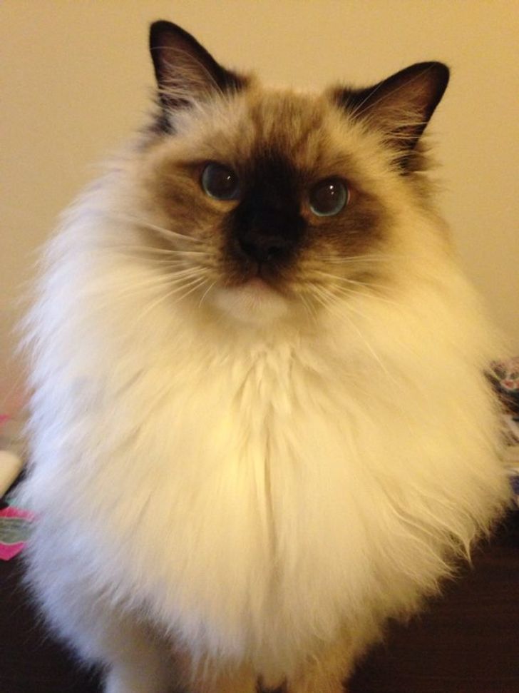 55 Pets With Adorable Cuddly Fluff