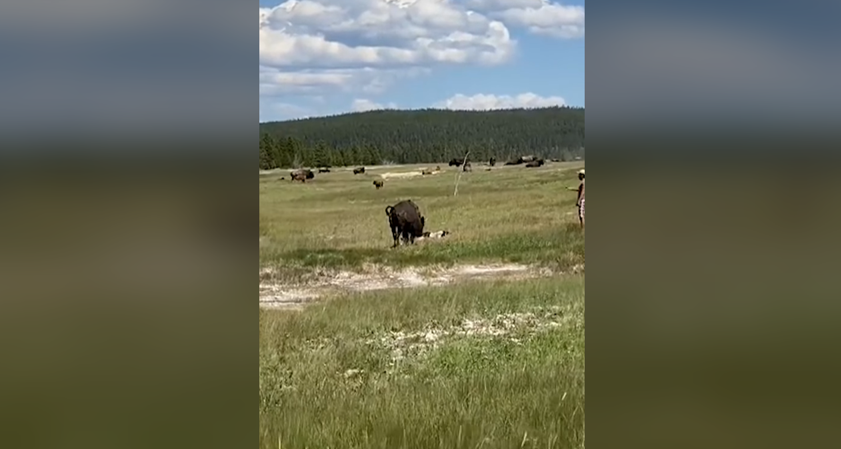 Woman trips while running away from a charging bison then plays dead to ...