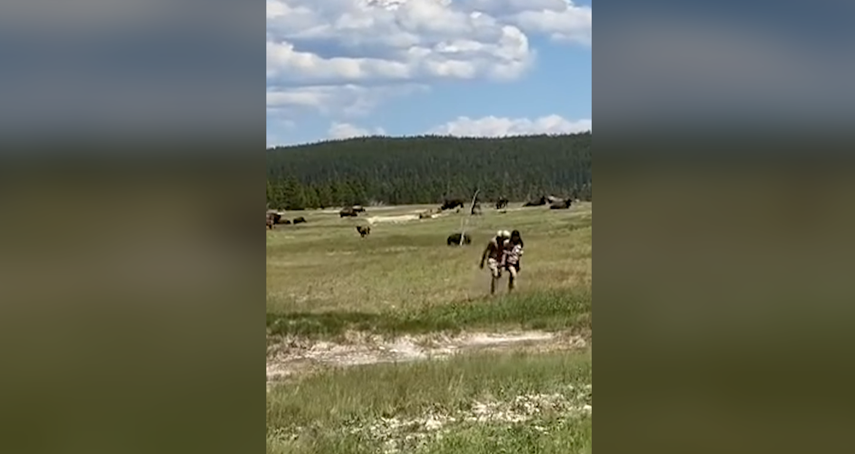 Woman trips while running away from a charging bison then plays dead to ...