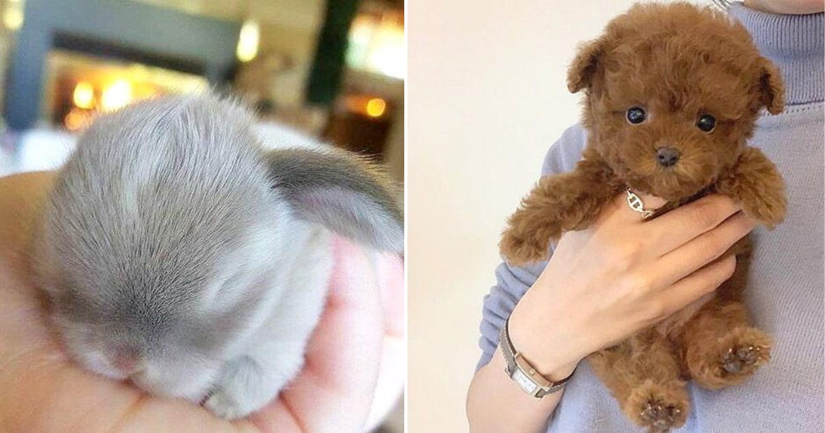 55 Pets With Adorable Cuddly Fluff
