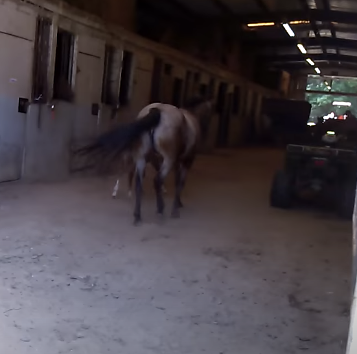 Mama Horse Comes Running For Foal Cry
