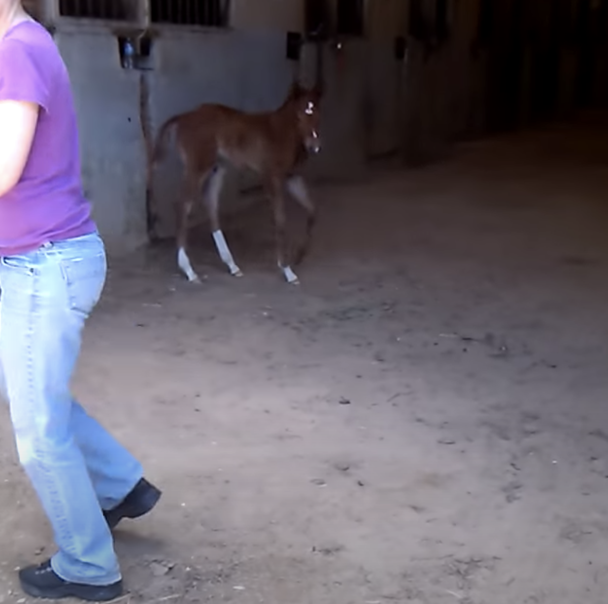 Mama Horse Comes Running For Foal Cry