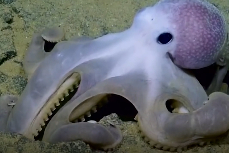 Scientists have hilarious reactions to weird-looking sea animals
