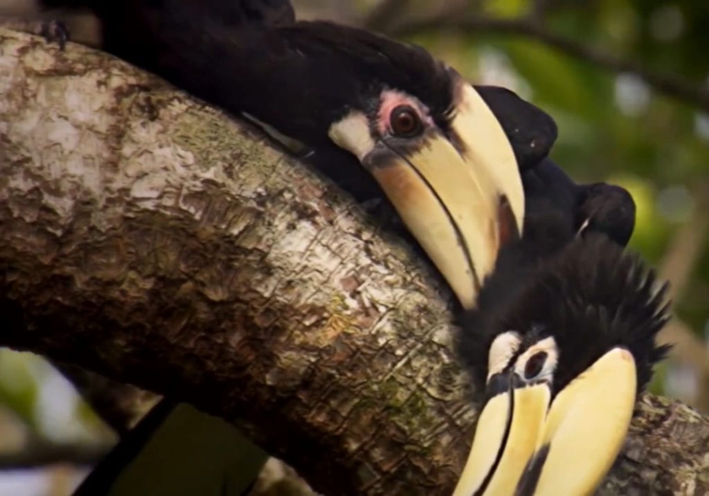 30 Precious animals who will never leave their partner’s side