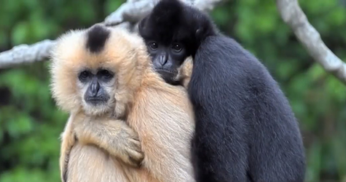 30 Precious animals who will never leave their partner’s side