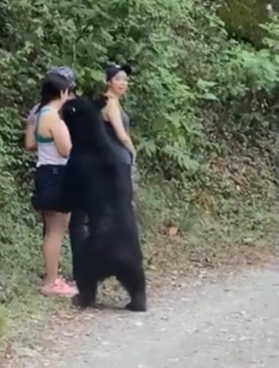 Bear appears out of nowhere to sniff out group of women on a hike