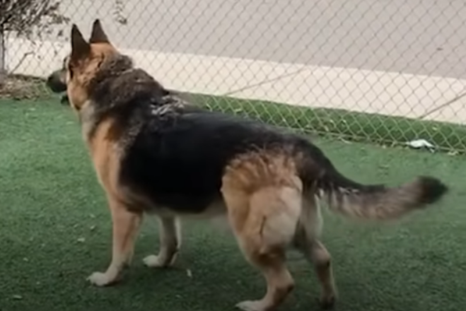 Overweight German Shepherd looks like a whole new dog after shedding 50 lbs