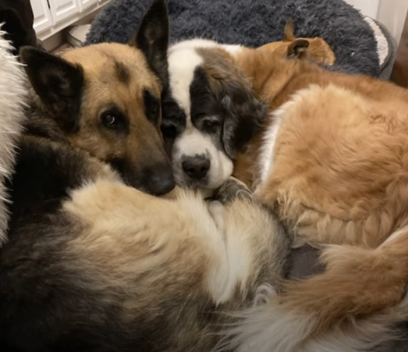 Overweight German Shepherd looks like a whole new dog after shedding 50 lbs