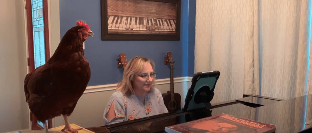 Chicken steals the show singing Disney classics when woman starts to play
