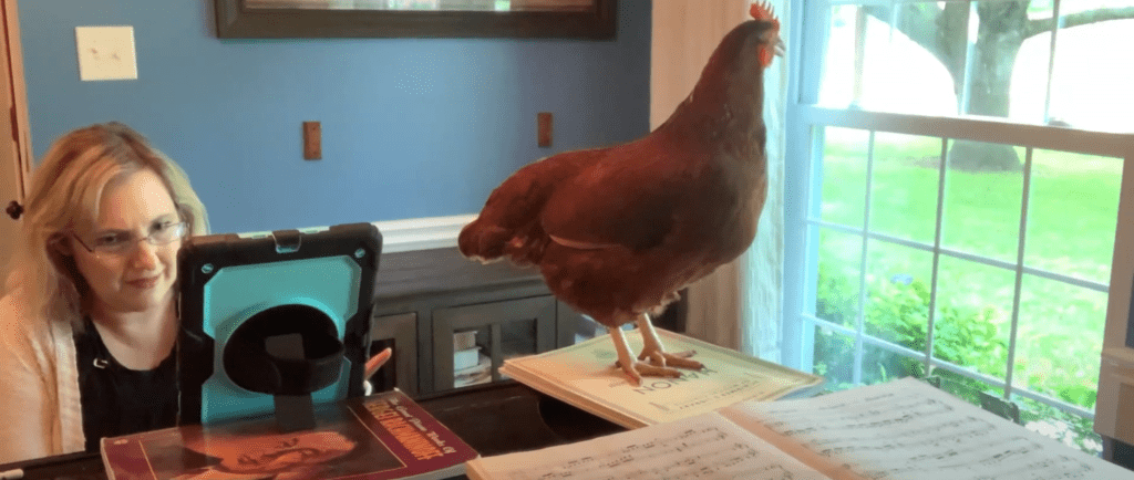 Chicken steals the show singing Disney classics when woman starts to play