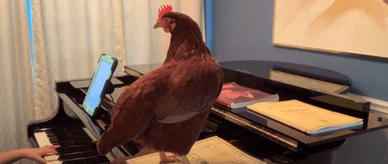 Chicken steals the show singing Disney classics when woman starts to play