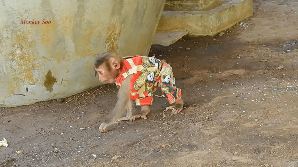 Baby monkey guards home against chickens