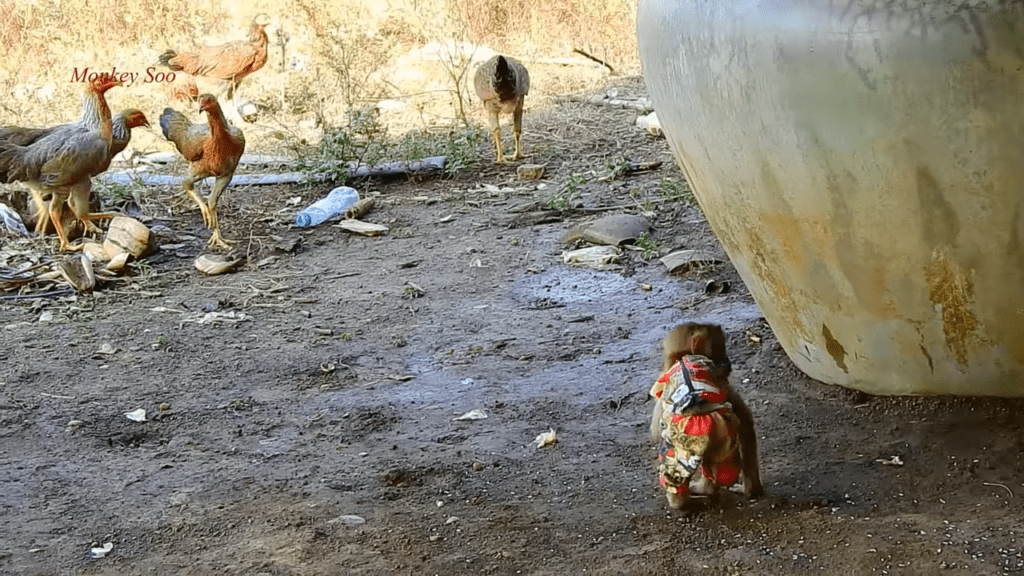 Baby monkey guards home against chickens