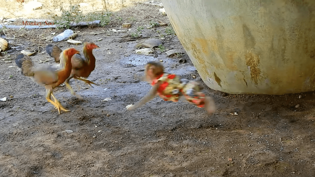 Baby monkey guards home against chickens
