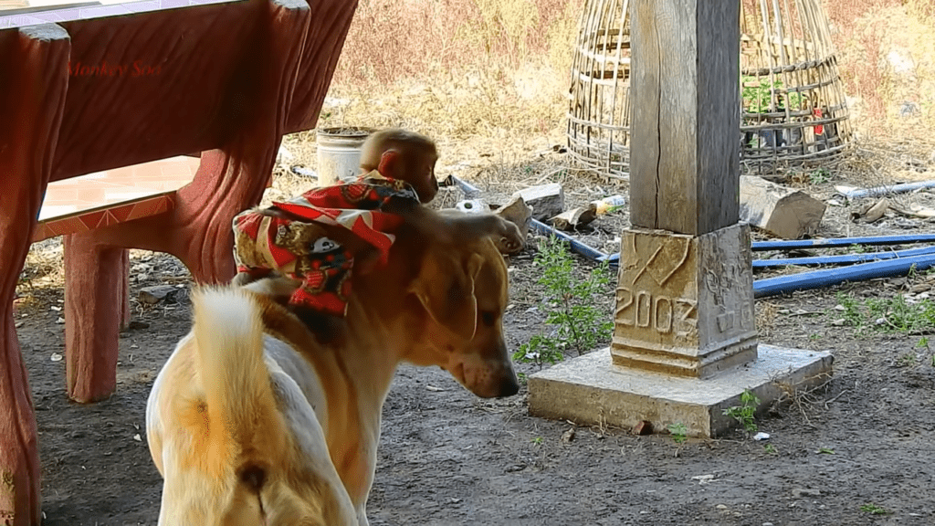 Baby monkey guards home against chickens
