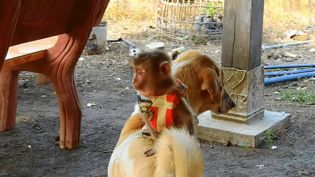Baby monkey guards home against chickens