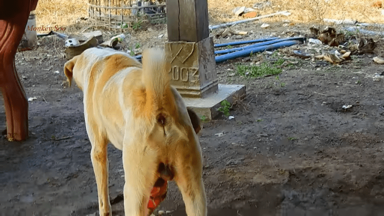Baby monkey guards home against chickens