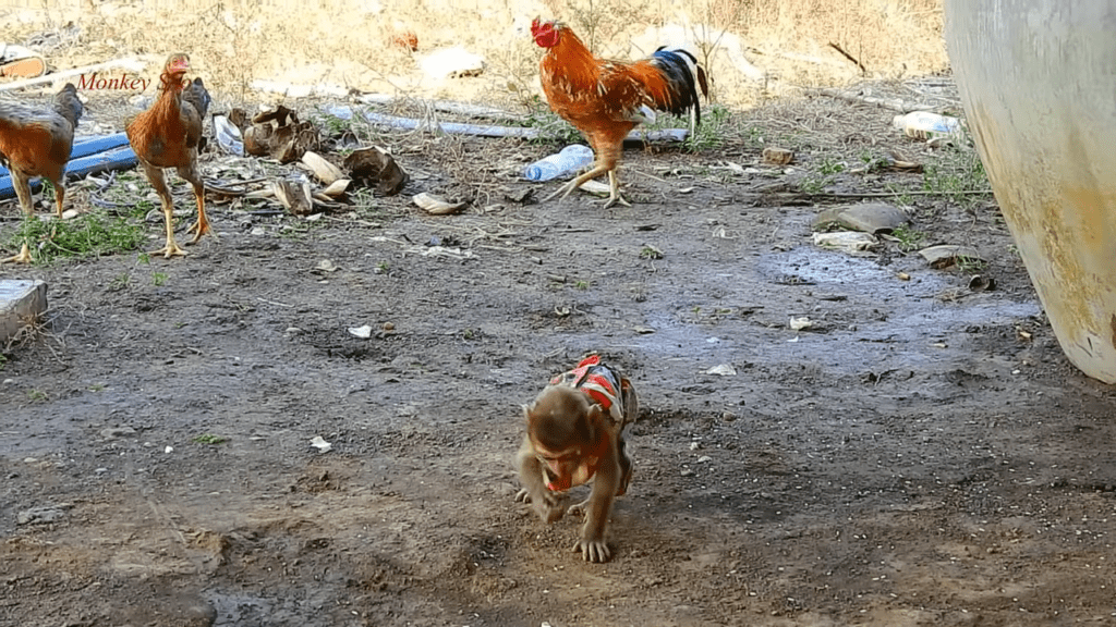 Baby monkey guards home against chickens