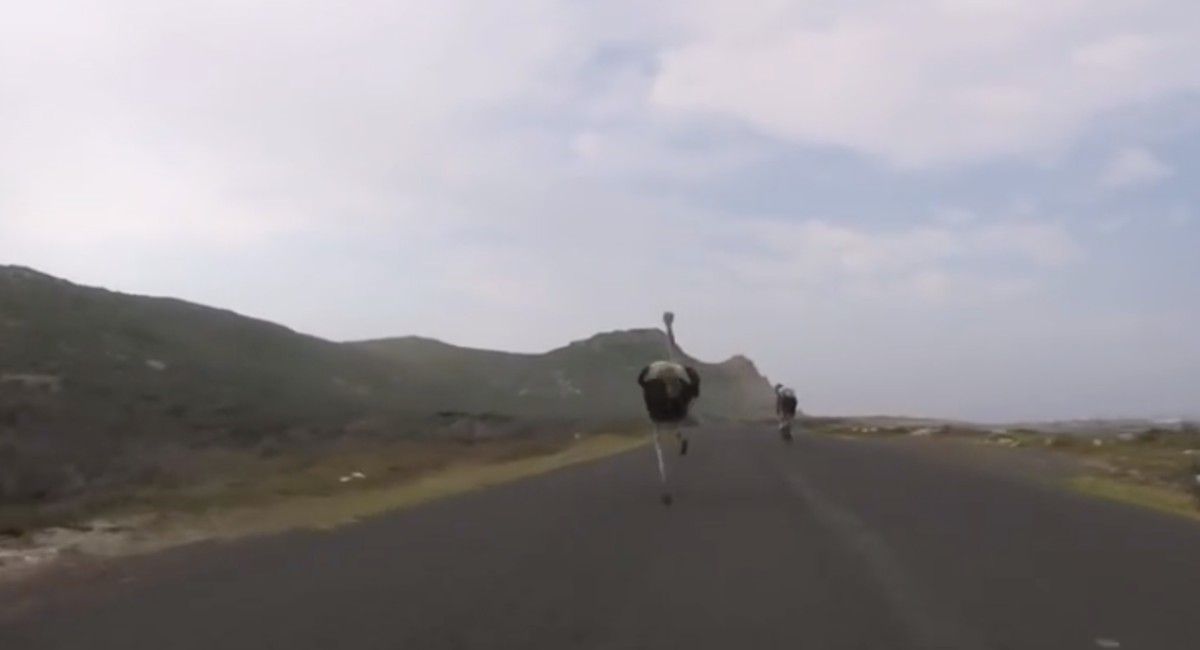 Man captures hilarious moment ostrich chases cyclists down the road