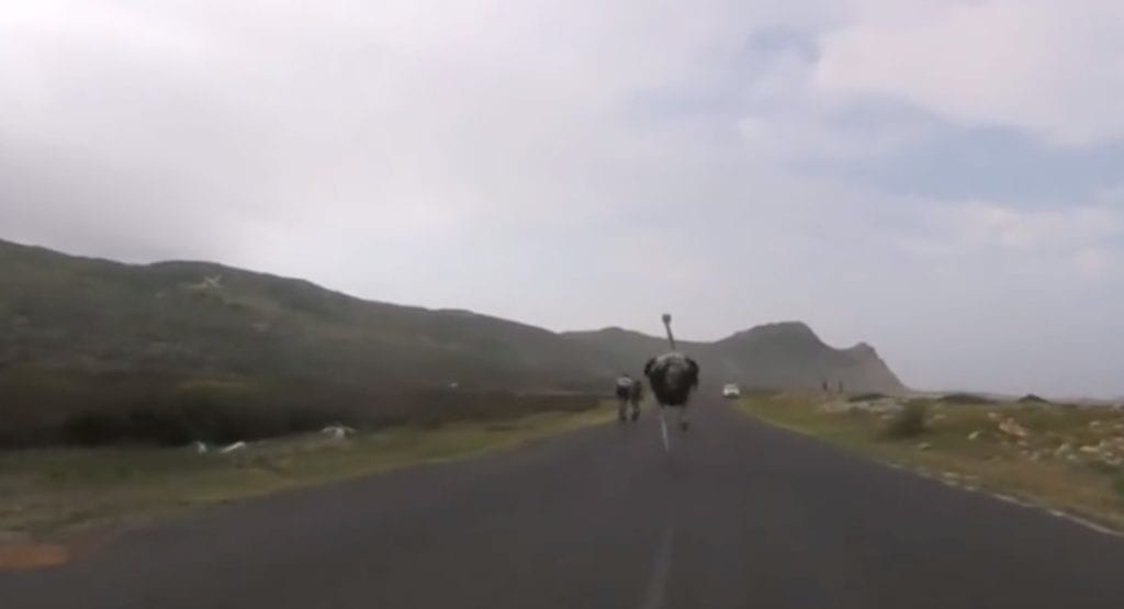 Man captures hilarious moment ostrich chases cyclists down the road