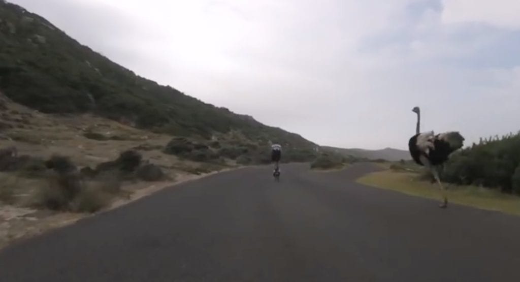 Man captures hilarious moment ostrich chases cyclists down the road