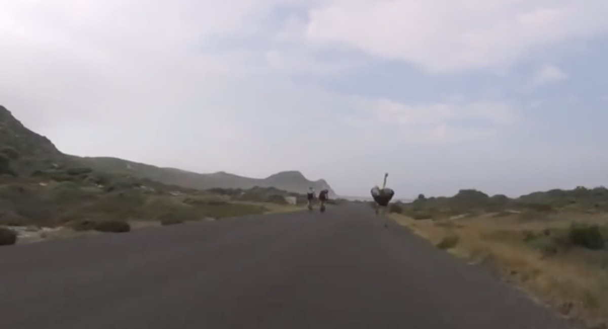 Man captures hilarious moment ostrich chases cyclists down the road