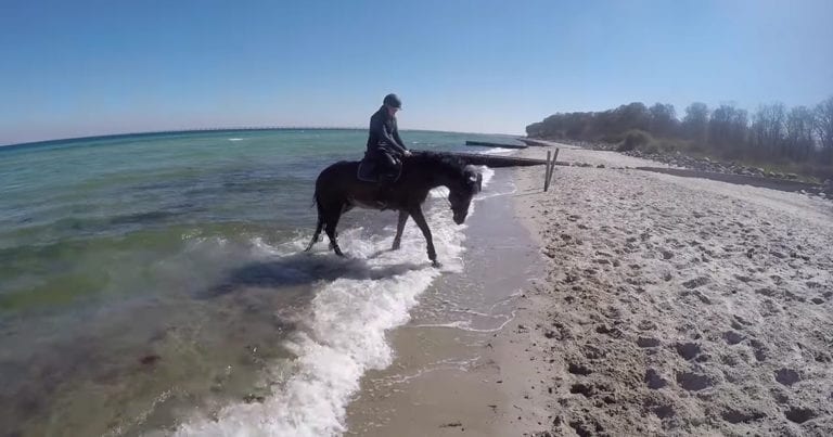 Footage captures precious moment horse sees ocean for the first time