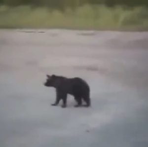 Bear minding its own business looks up to see man and takes off running