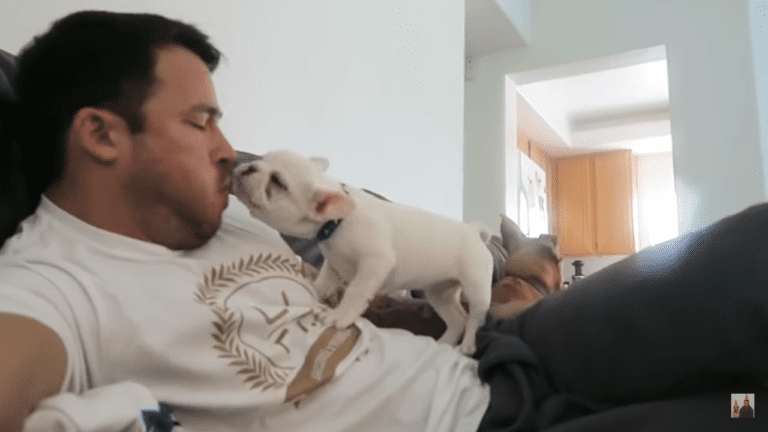 Funny modest puppy gets shy when dad compliments him