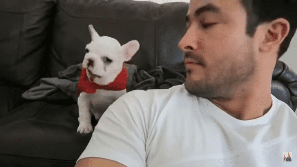 Funny modest puppy gets shy when dad compliments him