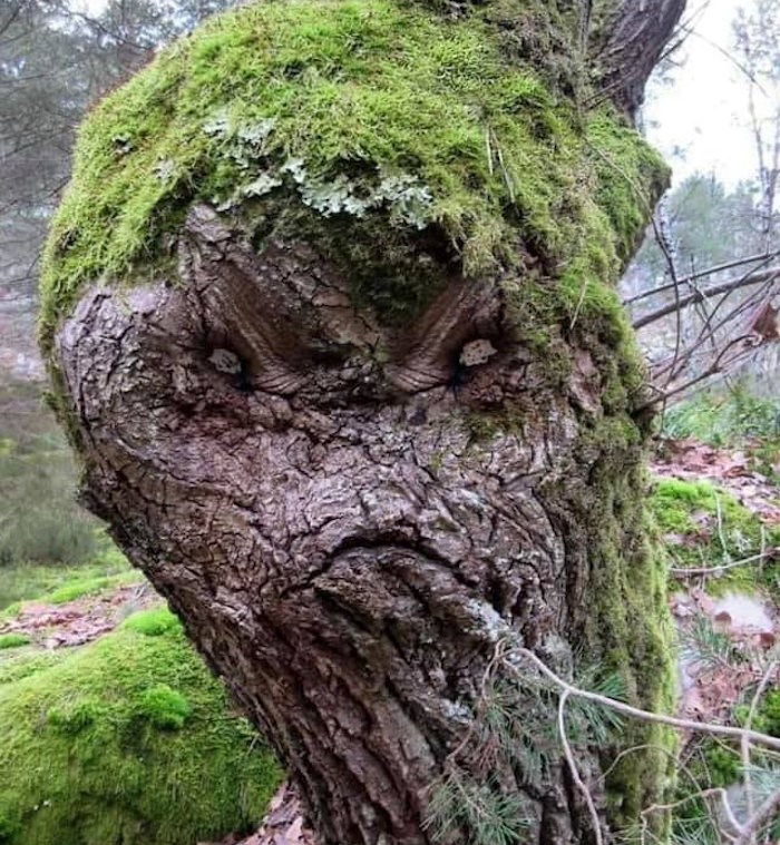 50 trees that would have an interesting story to tell if they could talk