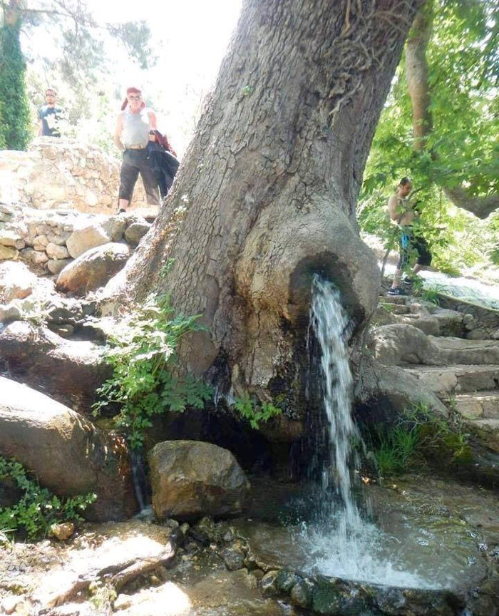 50 trees that would have an interesting story to tell if they could talk