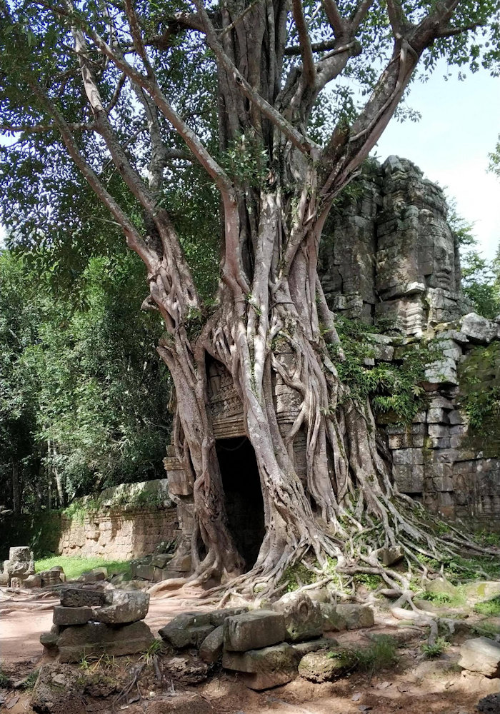 50 trees that would have an interesting story to tell if they could talk