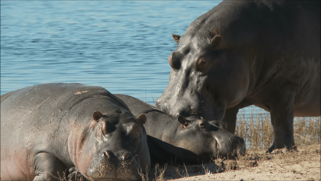 32 Wild animals that charm us with their cuteness, as long as you stay ...