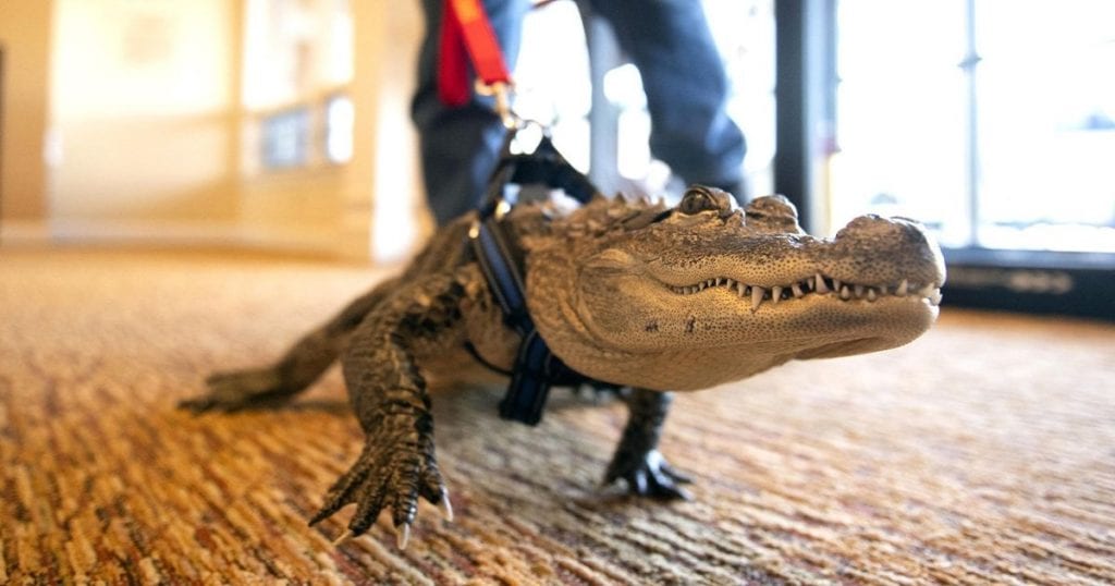 Emotional support alligator loves to give hugs