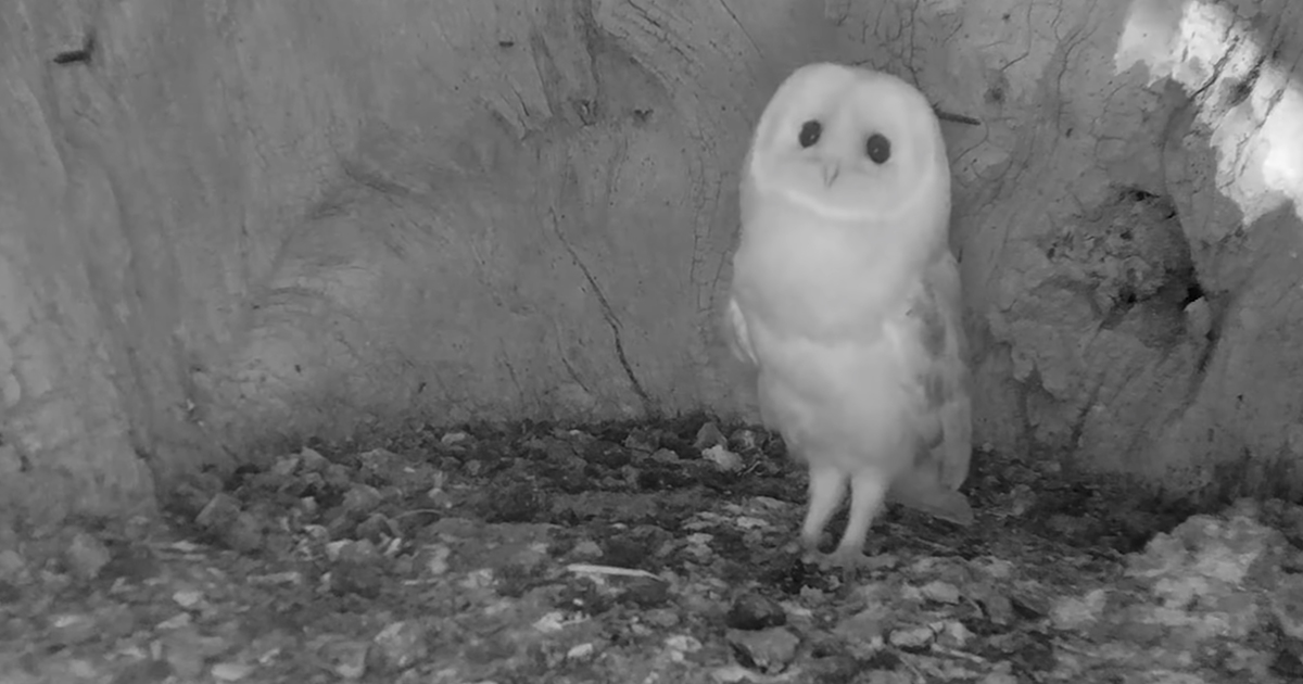 Baby owl hears thunder for the first time and reacts as anyone would
