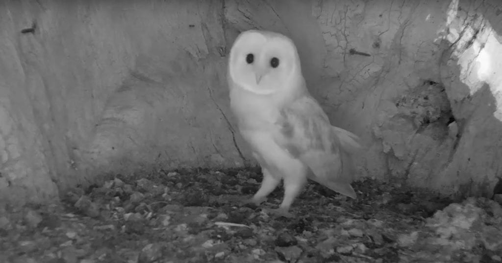 Baby owl hears thunder for the first time and reacts as anyone would