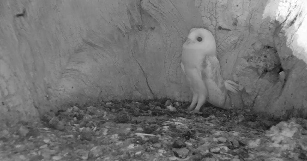 Baby owl hears thunder for the first time and reacts as anyone would