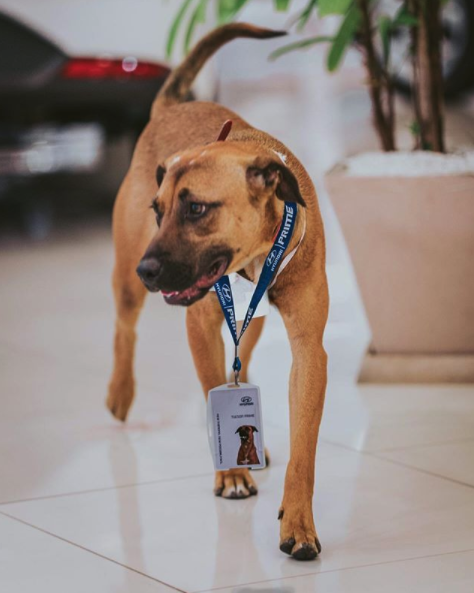 Cute dog shows up to car dealership every day, so they give him a job
