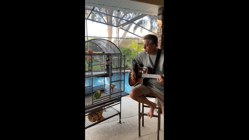 Parrot hits high notes in seconds of first strum