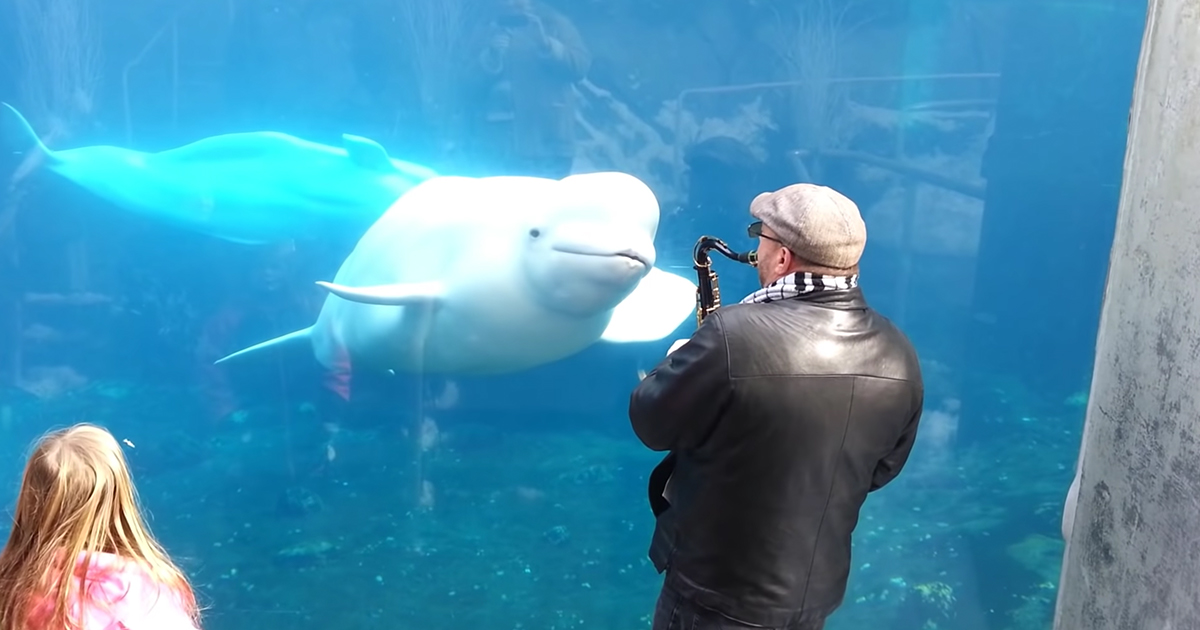 Jazz musician gets curious beluga whale to dance