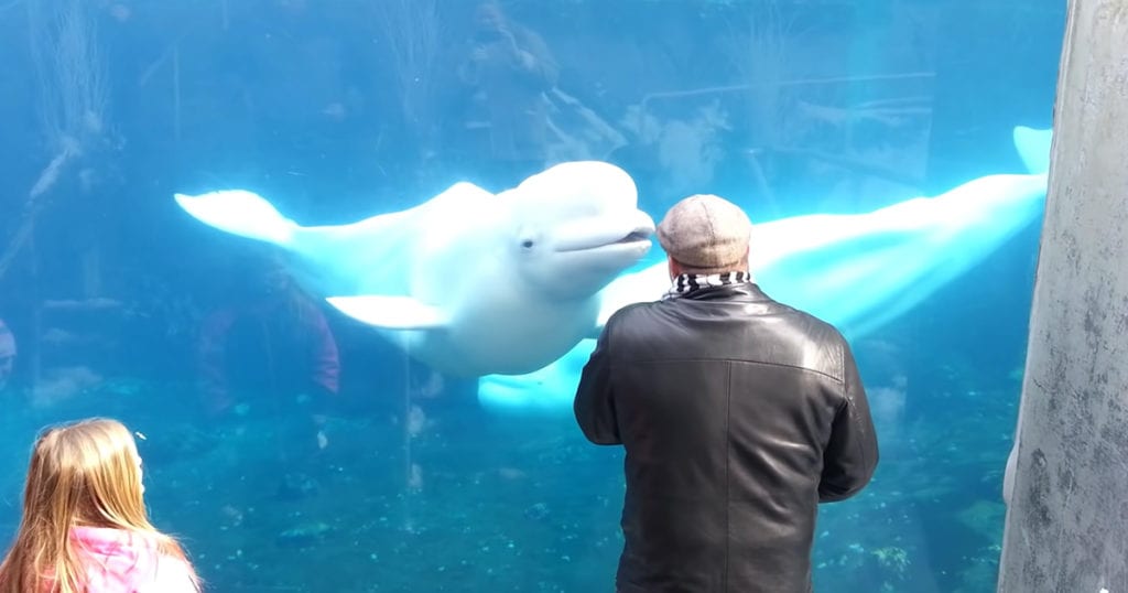 Jazz musician gets curious beluga whale to dance