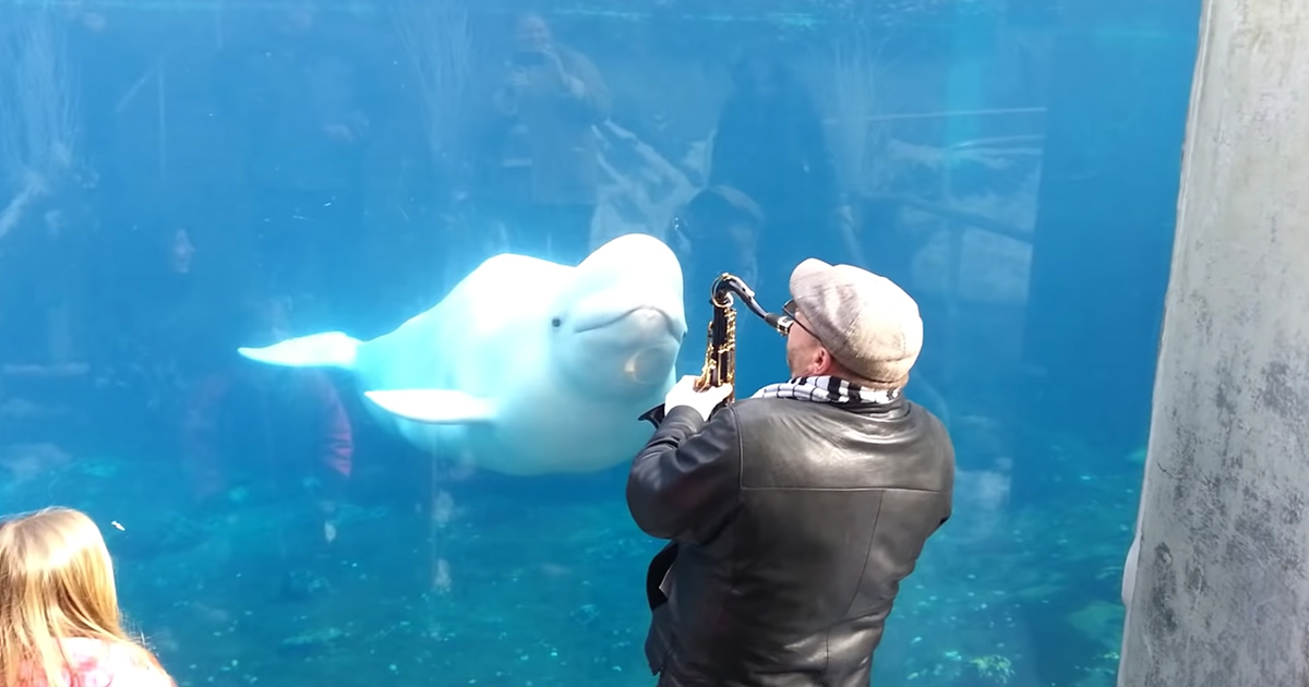 Jazz musician gets curious beluga whale to dance